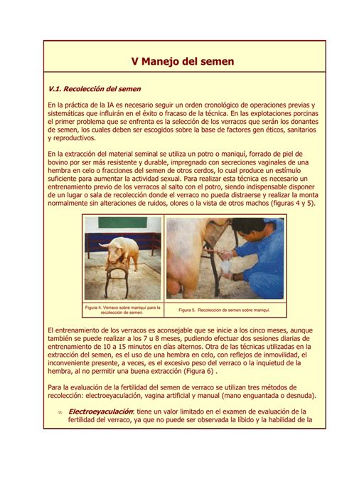 Recoleccion Del Semen De Cerdo