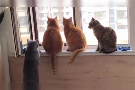 小猫咪能有多八卦