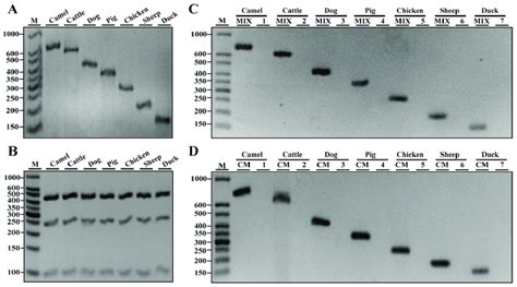 Verification Of Primer Specificity With Conventional Simplex Pcr A Download Scientific