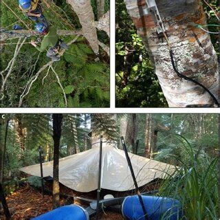 Canopy And Base Of Tree Installment Stages Of The Drought Experiment Download Scientific