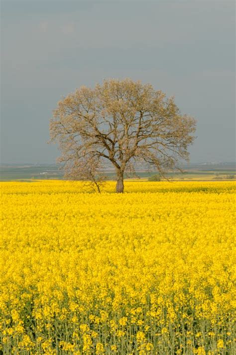 봄철의 생기 넘치는 노란 유채밭 · 무료 스톡 사진