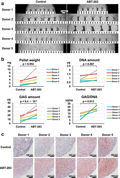 Chondrogenic Differentiation A Gross Appearance Of Chondrogenic Download Scientific Diagram