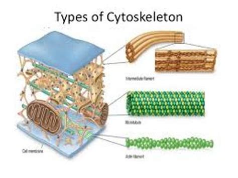 10 Facts About Cytoskeleton Fact File