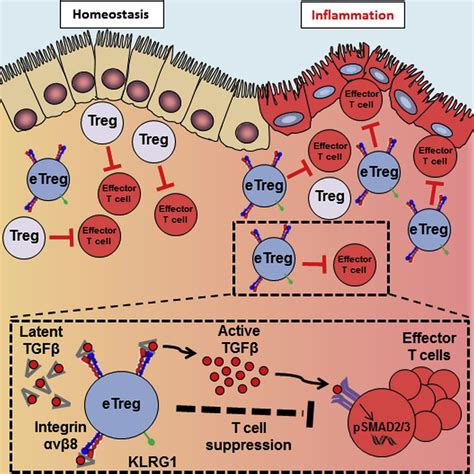 Integrin αvβ Mediated TGF β Activation by Effector Regulatory T Cells Is Essential for