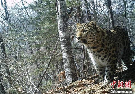 中国野生东北虎豹种群数量增长到150只左右腾讯新闻