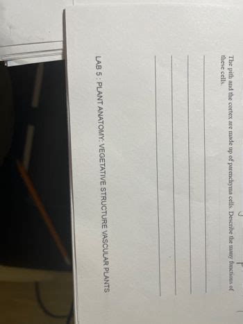 Answered The Pith And The Cortex Are Made Up Of Parenchyma Cells Describe The Many Functions