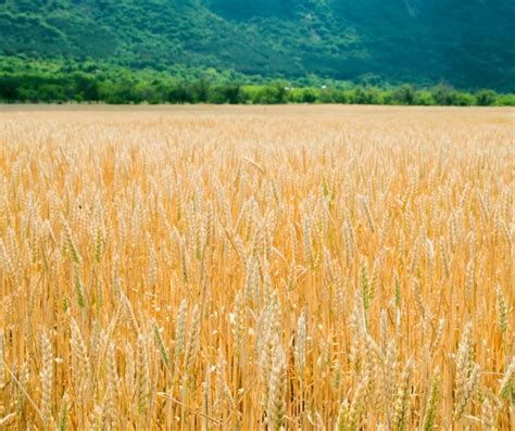 european commission fostering organic crop breeding fundsforngos