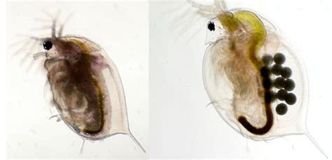 Unraveling Sex Differentiation In Genetically Identical Water Fleas Mirage News