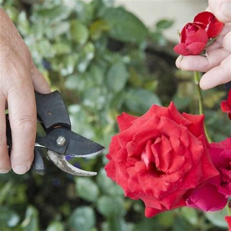 How To Prune Knockout Roses 5 Video Tips