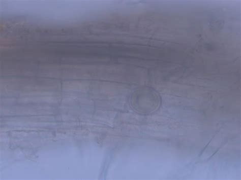 Pythium Diseases Are Not All The Same