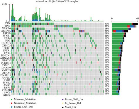 Genomic Mutation Profiles Of Different Risk Groups And Genes A