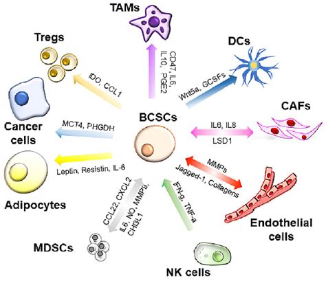 Interplays Between Tumor Microenvironment Tme And Bcscs The Tme Is A
