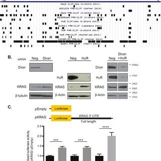 Hur And Mirnas Potentially Regulate Kras Through Its Utr In Hela