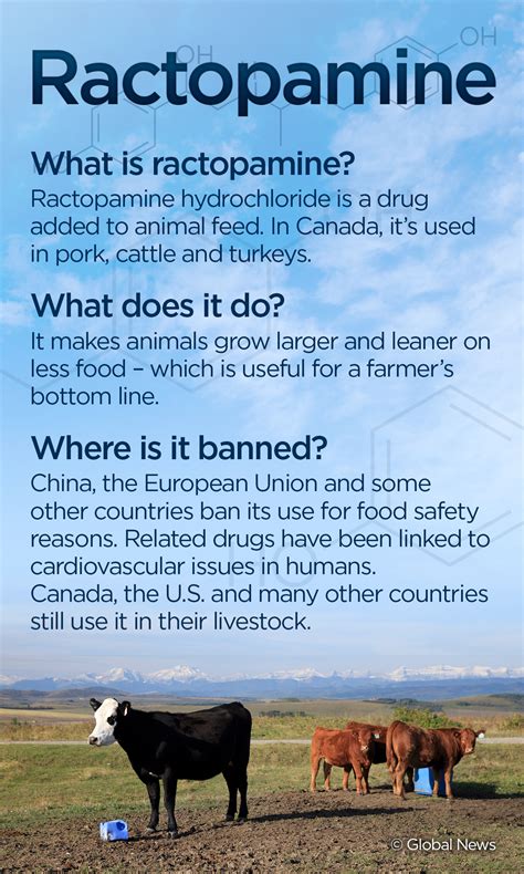 What Is Ractopamine The Drug Banned In China But Permitted In Canadian