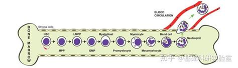 国自然热点分享：关于「中性粒细胞」，你了解多少 知乎
