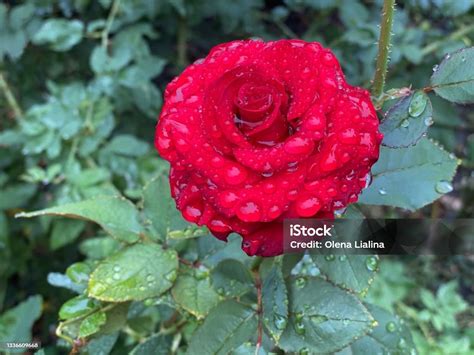 꽃잎에 빗방울이 있는 영국 붉은 장미 꽃 젖은 빨간 비 후 장미 정원에서 아름다운 차 하이브리드 장미 덤불 빨강에 대한 스톡