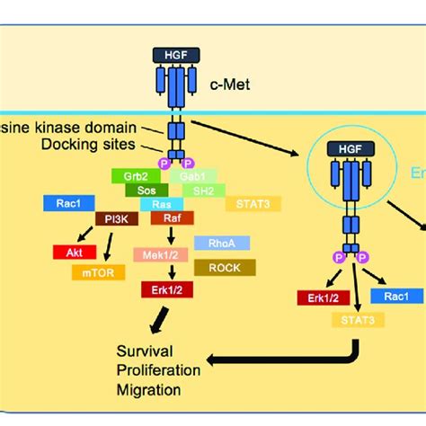 C Met Signalling Hgf Triggers C Met Dimerisation Activation And The Download Scientific