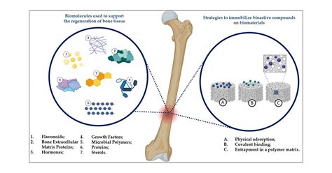 Bioactive Materials For Bone Regeneration Biomolecules And Delivery Systems Acs Biomaterials
