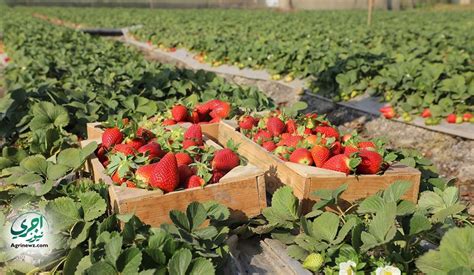 للمزارعين اعرف امراض الفراولة الفطرية وانواعها و ايه مسببات