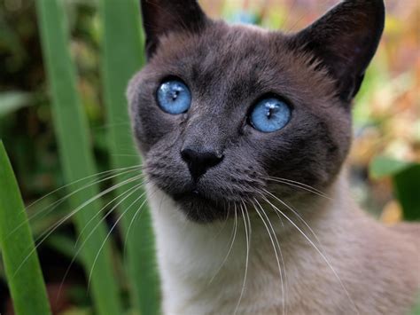 30000 多张免费的暹罗和猫照片 Pixabay