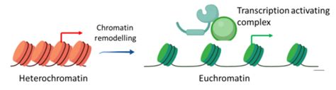 Chromatin Immunoprecipitation Chip Flashcards Quizlet