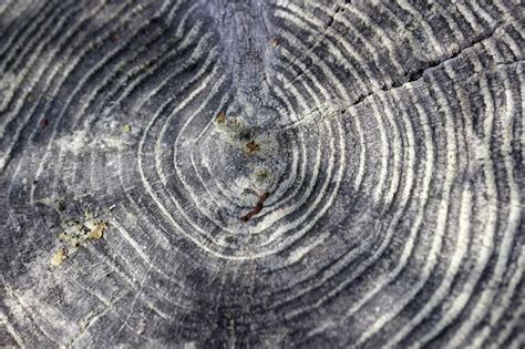 Premium Photo Tree Rings Texture Background Abstract