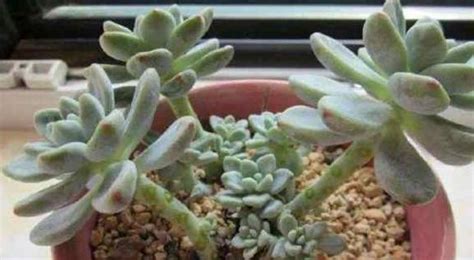 多肉植物徒長了，怎樣補救？ 壹讀