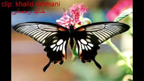 گـۆڕستـانـی چـراکـان شێرکۆ بێکه‌س Youtube