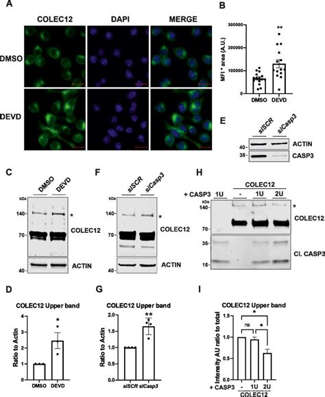 Proteome Integral Solubility Alteration High Throughput Proteomics Assay Identifies Collectin 12