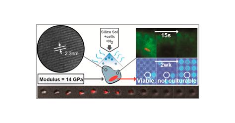 Spray Dried Multiscale Nano Biocomposites Containing Living Cells Acs