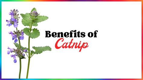 Benefits Of Catnip The Holistic Hipppie