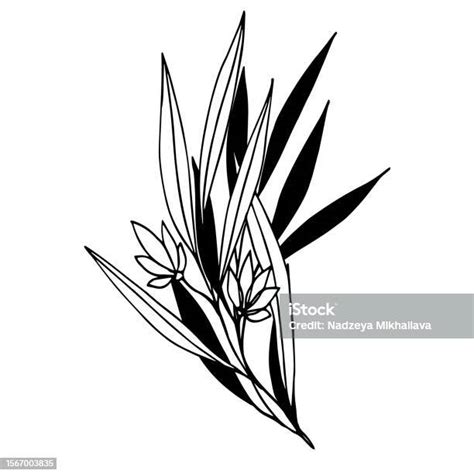 벡터 식물 그림 나뭇잎과 꽃이 있는 나뭇가지 윤곽선과 실루엣 정원 들판 초원 야생 식물이 꽃다발 컬렉션에 수집되었습니다 흰색 배경에 분리된 벡터 그림 0명에 대한 스톡 벡터