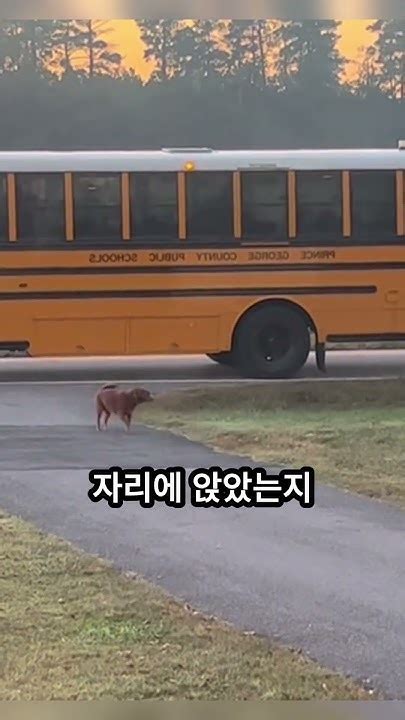 학교에 가는 형들을 배웅해주는 착한 개 Youtube