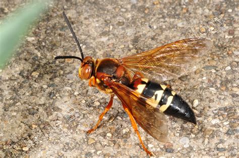 Wasp Cicada Killer Wasp