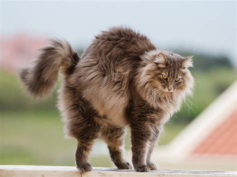 What Is The Largest Norwegian Forest Cat Size Ukpets