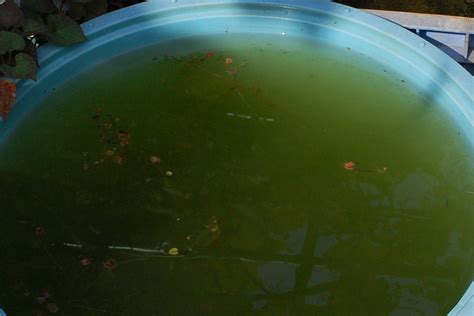 我が家の水中の生き物たち インフゾリア