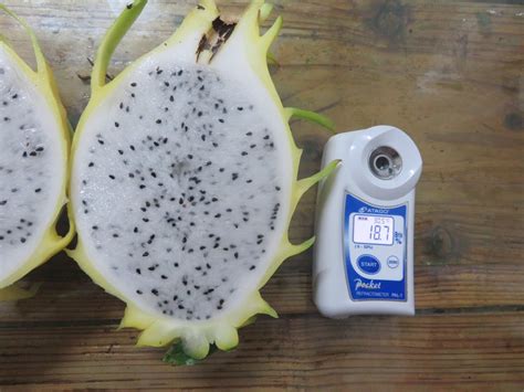 Các Loại Thanh Long Thế Giới Dragon Fruits Species In The World