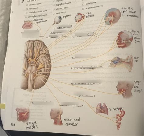 Cranial Nerves Diagram Quizlet