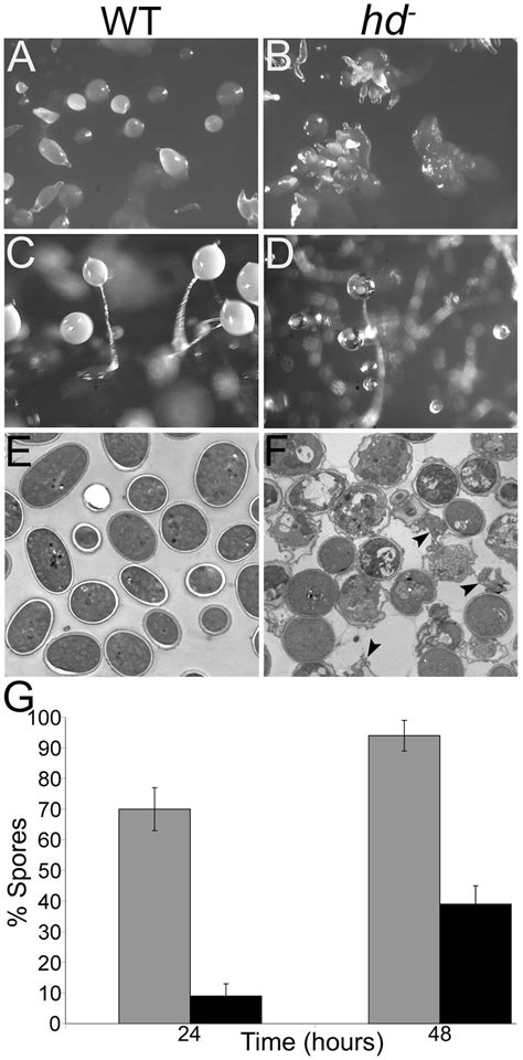 Hd− Cells Formed Mounds With Multiple Prestalk Tips And Fruiting Bodies