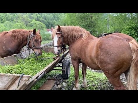 Моцні Коники💪Проба Жеребця Коні на Продажу💵 🔥🐴💪 - YouTube