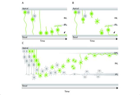 Modes Of Neuronal Migration In The Retina A B Scheme Of Different