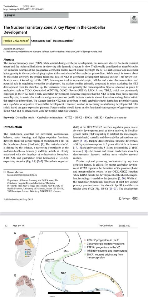 Cerebellum Nucleartransitoryzone Cerebellarnuclei