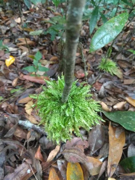 Moss Attached To Tree Trunks Stock Photo Image Of Woodland
