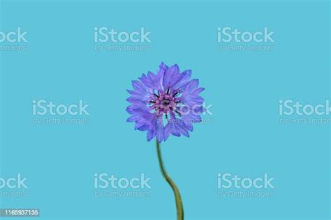 균일 한 파란색 배경에 아름다운 라일락 옥수수 꽃입니다 텍스트에 대한 복사 공간이 있는 봄 또는 여름 배경입니다 최소한의 개념 복사 공간 0명에 대한 스톡 사진 및 기타