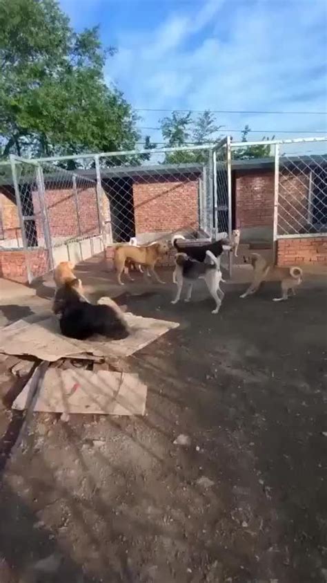 This Place Needs More Dogs Determining Dominance Album On Imgur