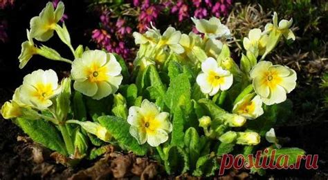 Что посадить на даче в тени 9 растений которые легко там вырастут Хос