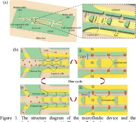 Figure 1 From An Automated Scheme For Dielectrophoretic Cell Stretching