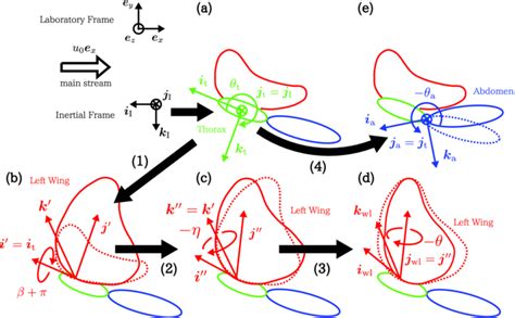Aerodynamic Forces And Vortical Structures In Flapping Butterflys Forward Flight Physics Of