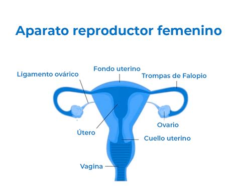 Aparato Reproductor Femenino Centro Médico Abc