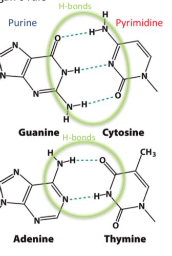 Lecture Structure Of DNA And RNA Flashcards Quizlet